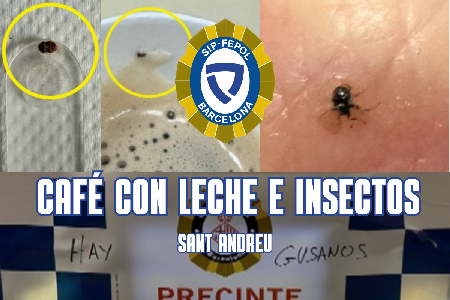 CAFÉ CON LECHE E INSECTOS